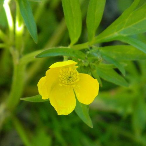 Hispid Buttercup (Ranunculus hispidus) - Garden.org