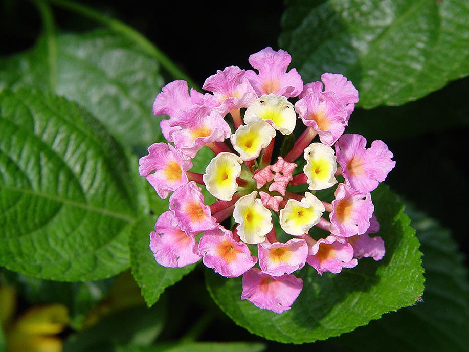Lantanas: Plant Care and Collection of Varieties - Garden.org