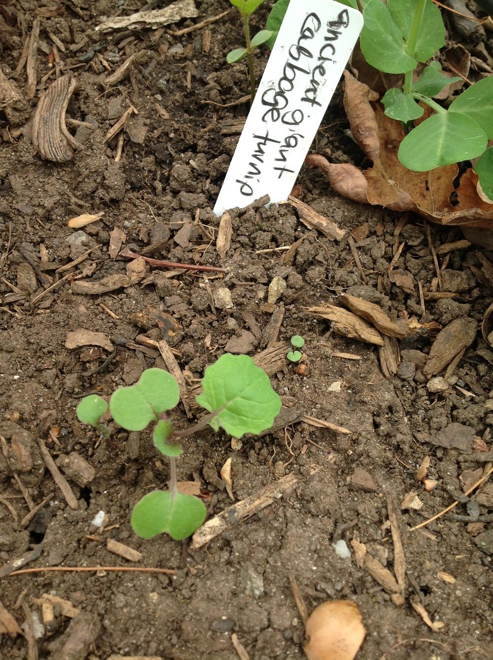 Ancient Giant Cabbage Turnip (Brassica oleracea 'Naone Rosse') in the ...