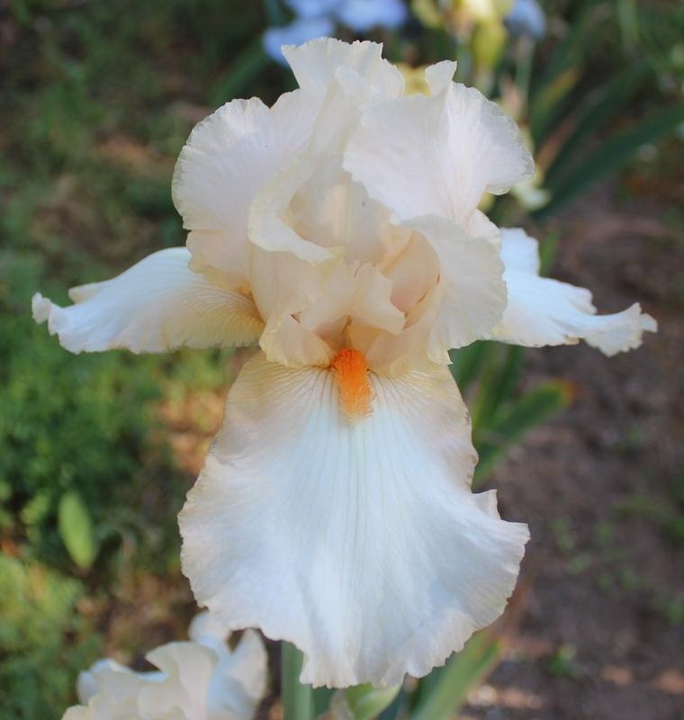Tall Bearded Iris (Iris 'Venus Rising') in the Irises Database - Garden.org