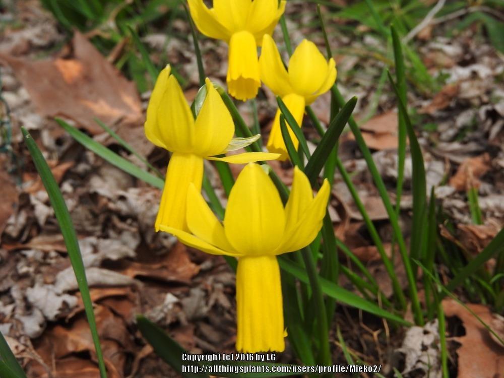 Daffodil (Narcissus 'Hummingbird') in the Daffodils Database - Garden.org
