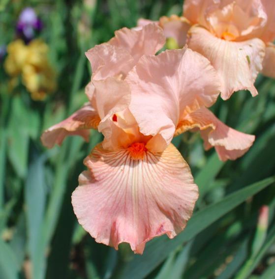 Tall Bearded Iris (Iris 'Diamond Blush') in the Irises Database - Garden.org