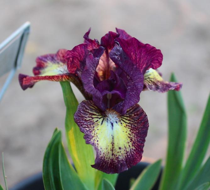 Let's see those 2016 Dwarfs! in the Irises forum - Garden.org
