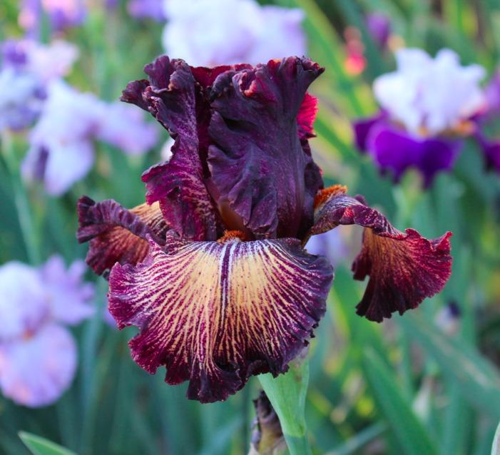 Photo of the bloom of Tall Bearded Iris (Iris 'Drama Queen') posted by ...