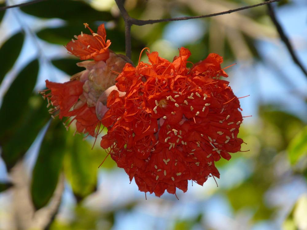 Scarlet Flame-Bean (Brownea coccinea) - Garden.org