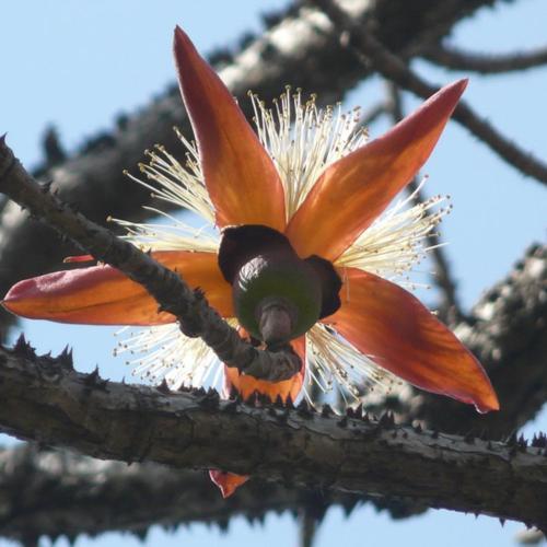Indian Silk Cotton Tree (Bombax insigne) - Garden.org