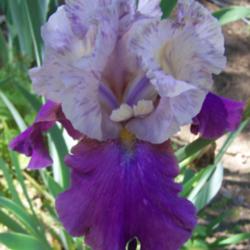 Tall Bearded Iris (Iris 'Touch of Class') in the Irises Database ...