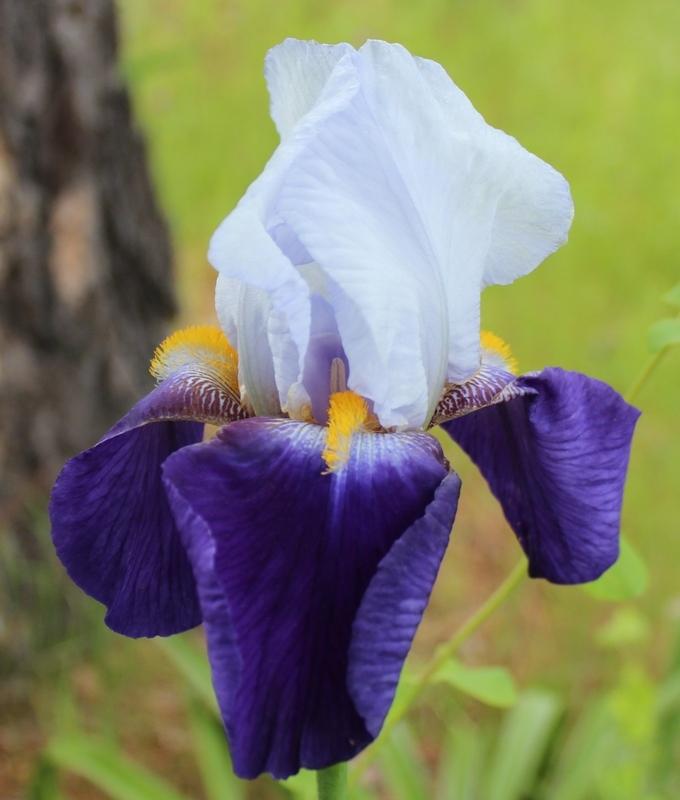 Tall Bearded Iris (Iris 'Toll Gate') in the Irises Database - Garden.org