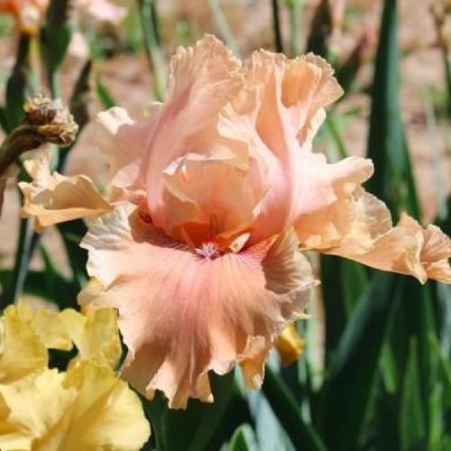 Tall Bearded Iris (Iris 'Cameo Kiss') in the Irises Database - Garden.org