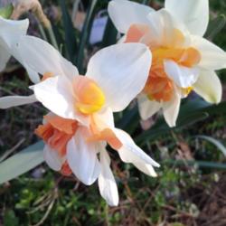 Double Daffodil (Narcissus 'Candy Princess') in the Daffodils Database ...
