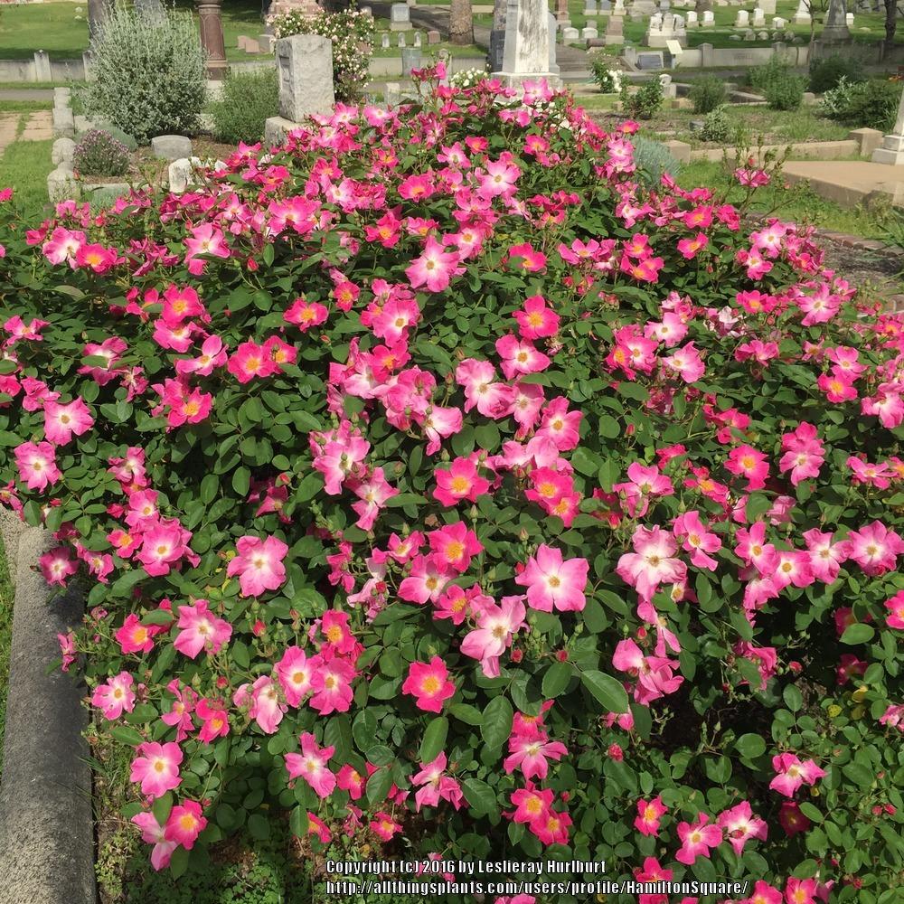 Rose (Rosa 'Nearly Wild') in the Roses Database - Garden.org