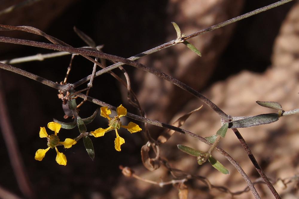 Photo of the entire plant of Slender janusia (Janusia gracilis) posted ...