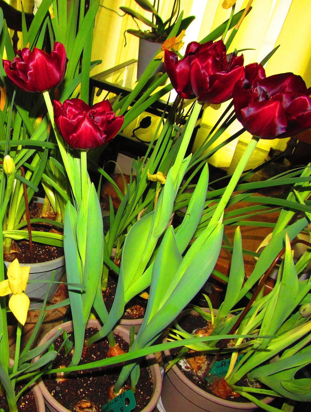 Tulip (Tulipa 'Palmyra') in the Tulips Database - Garden.org