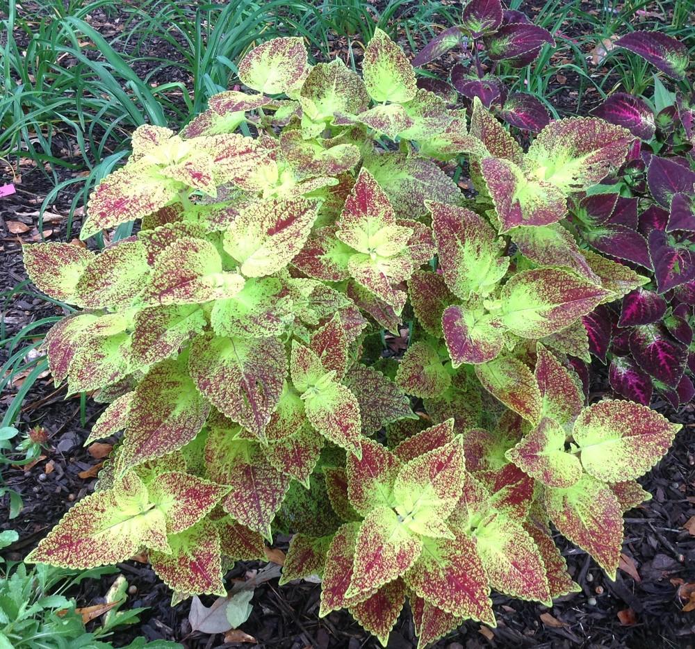 Coleus (Coleus scutellarioides 'Florida Sunshine') in the Coleus ...