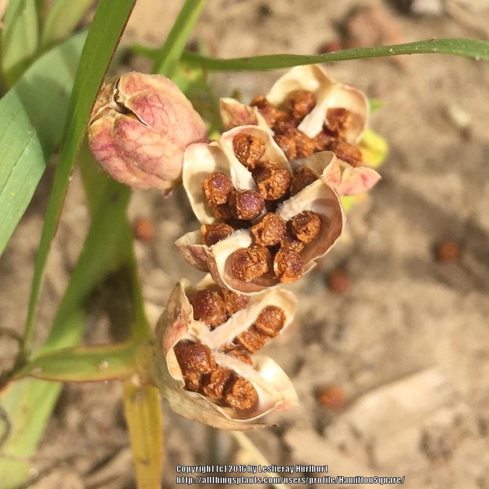 Photo of the seeds of Freesia (Freesia viridis) posted by ...