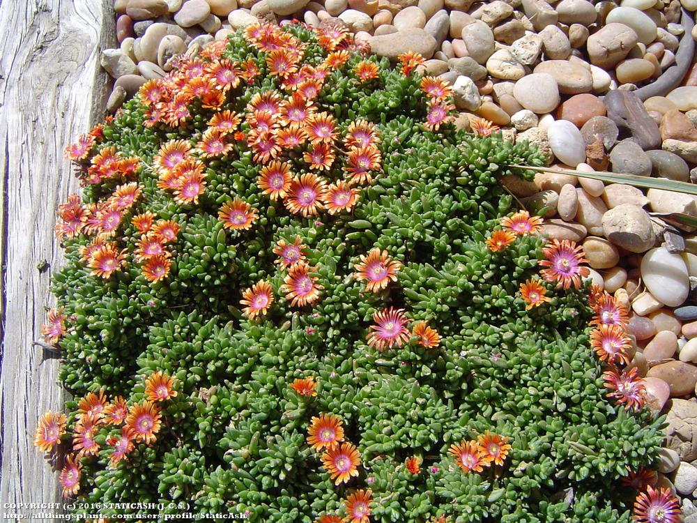 Photo of the entire plant of Ice Plant (Delosperma Fire Spinner ...