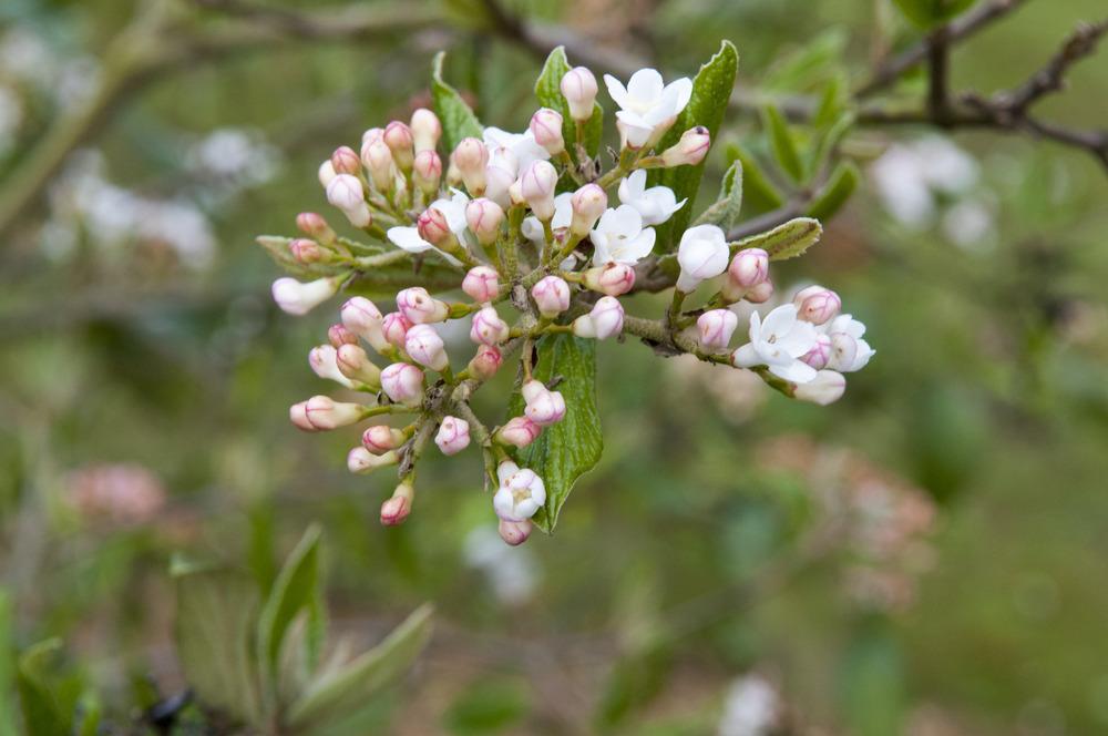 Viburnums: Plant Care and Collection of Varieties - Garden.org