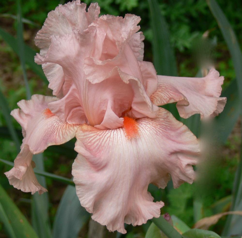 Tall Bearded Iris (Iris 'That's Hot') in the Irises Database - Garden.org