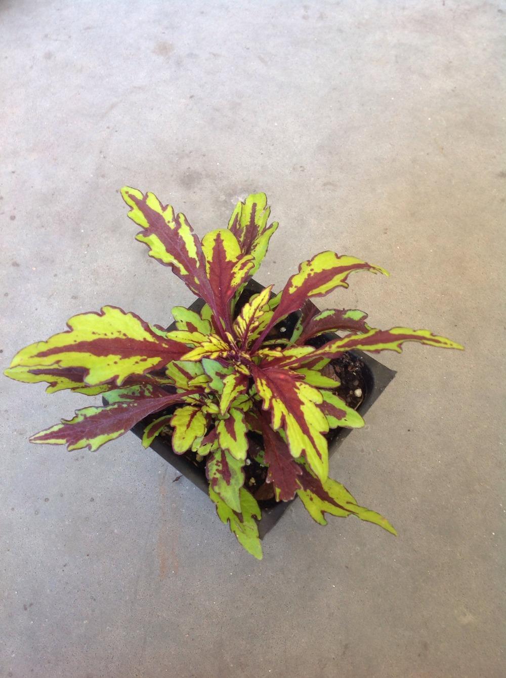 Photo of the entire plant of Coleus (Coleus scutellarioides ...