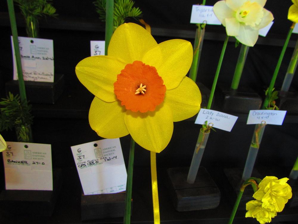 Large Cupped Daffodil (Narcissus 'Cameo Fire') in the Daffodils ...