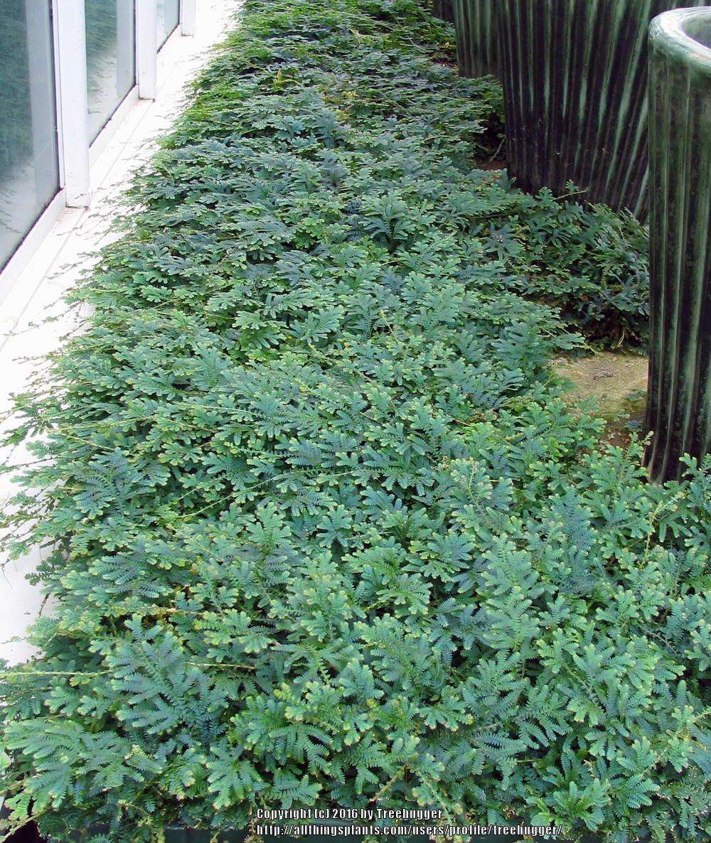 Photo of the entire plant of Peacock Fern (Selaginella uncinata) posted ...