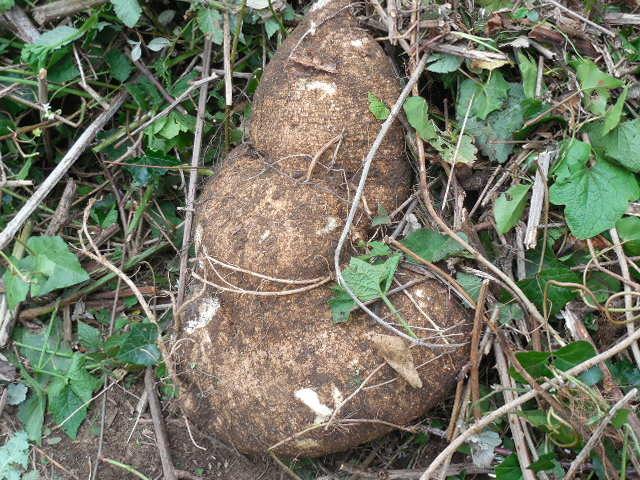 Photo of the roots of Wild Cucumber (Echinocystis lobata) posted by ...