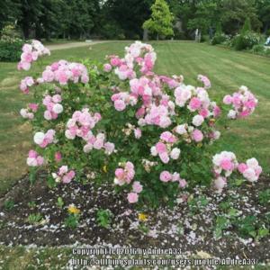 Rose (Rosa 'Pink Prosperity') in the Roses Database - Garden.org