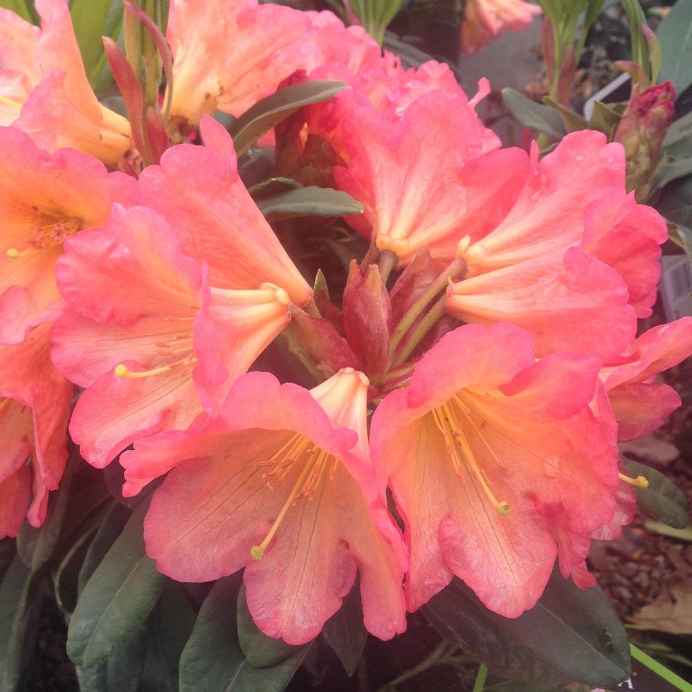 Rhododendron 'September Song' in the Rhododendrons Database - Garden.org