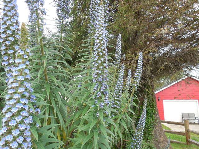 Photo of the entire plant of Tree Echium (Echium pininana) posted by ...