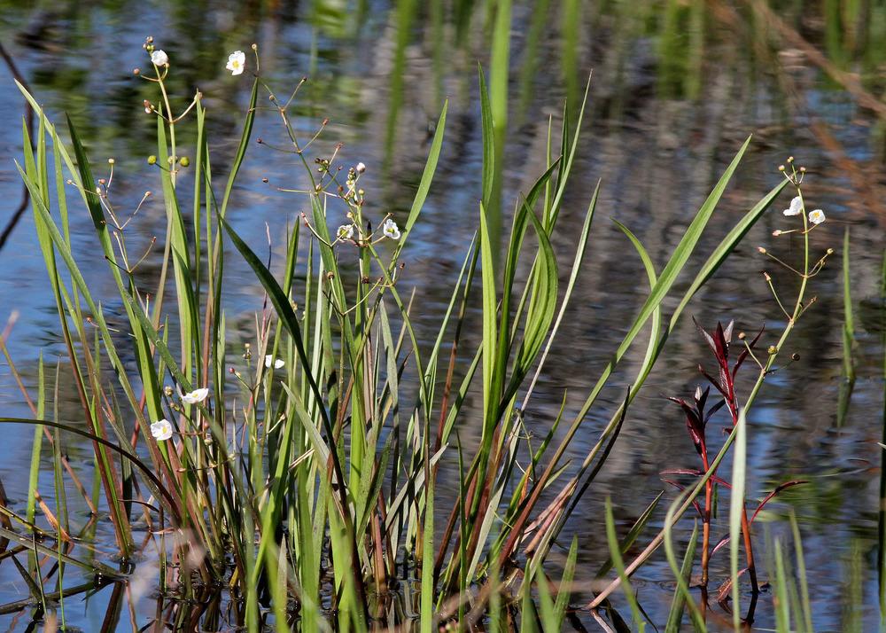 Grassy Arrowhead (Sagittaria graminea) - Garden.org
