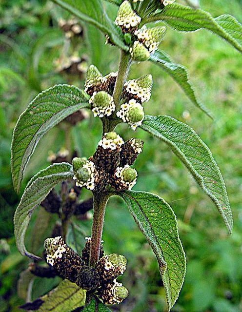 Fever Tea (Lippia javanica) - Garden.org