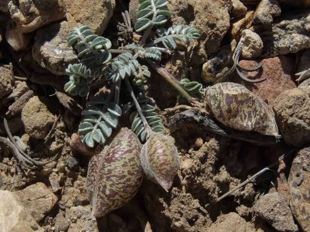 Little Big-Pod Milk Vetch (Astragalus platytropis) in the Astragaluses ...
