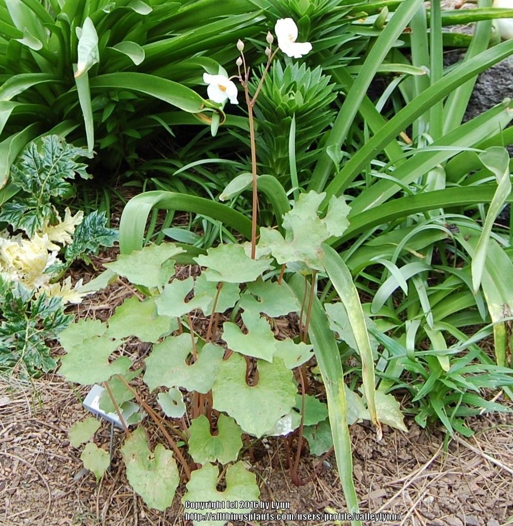 Photo of the entire plant of Snow Poppy (Eomecon chionantha) posted by ...
