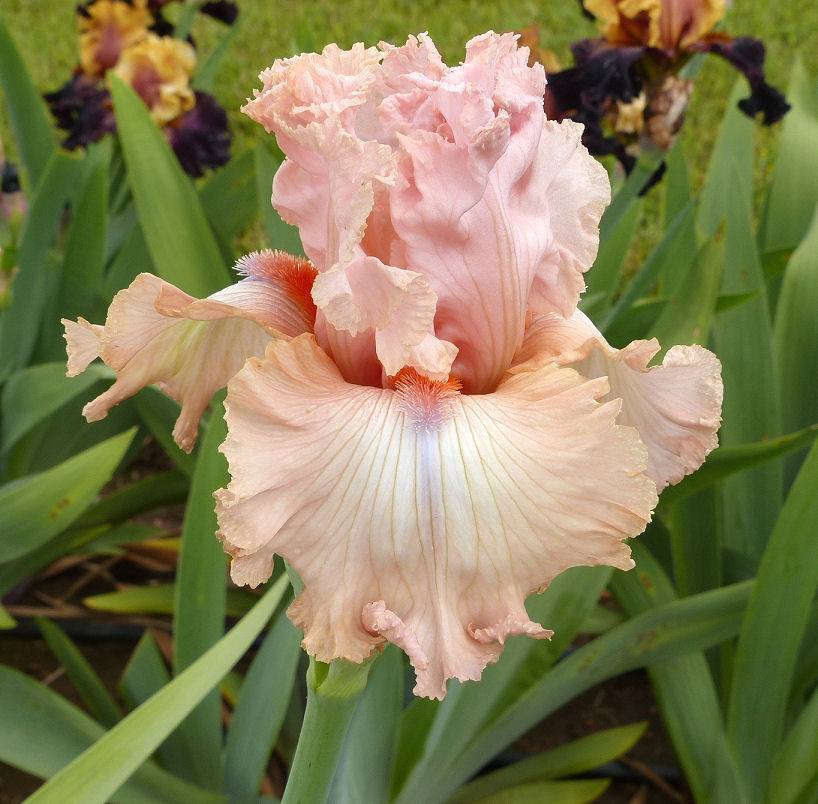 Photo of the bloom of Tall Bearded Iris (Iris 'Social Blush') posted by ...