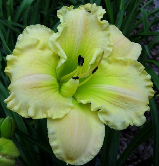 Photo of the bloom of Daylily (Hemerocallis 'Patsy Carpenter') posted ...