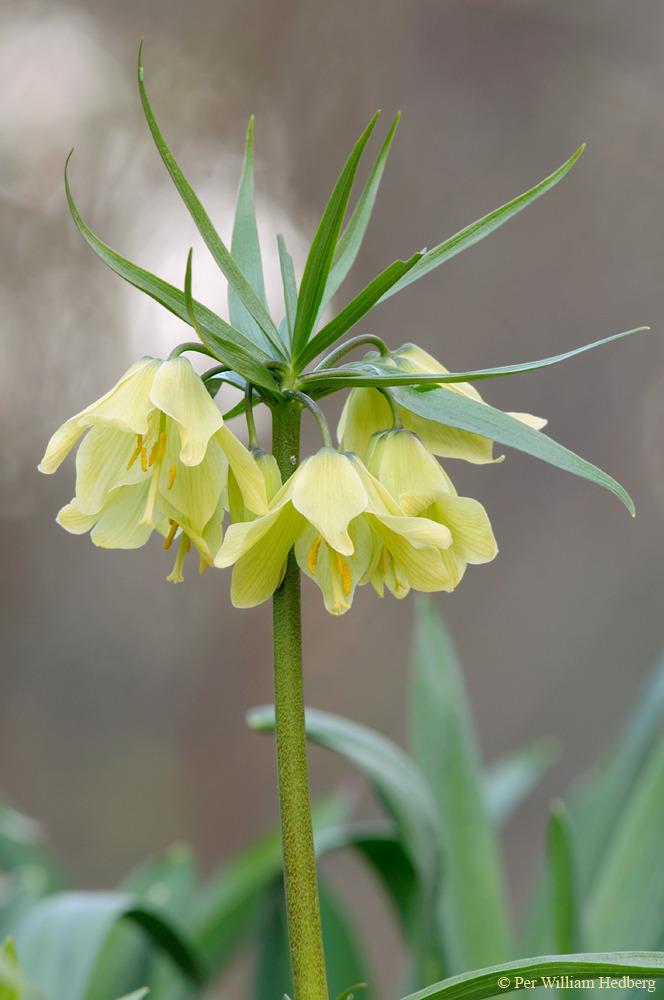 Photo of the bloom of Fritillary (Fritillaria raddeana) posted by ...