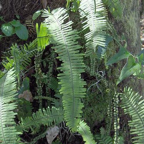 Plume Polypody (Pecluma plumula) - Garden.org