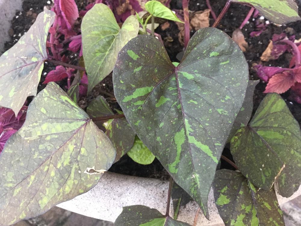 Sweet Potato (Ipomoea batatas 'Jade Masquerade') in the Sweet Potatoes ...
