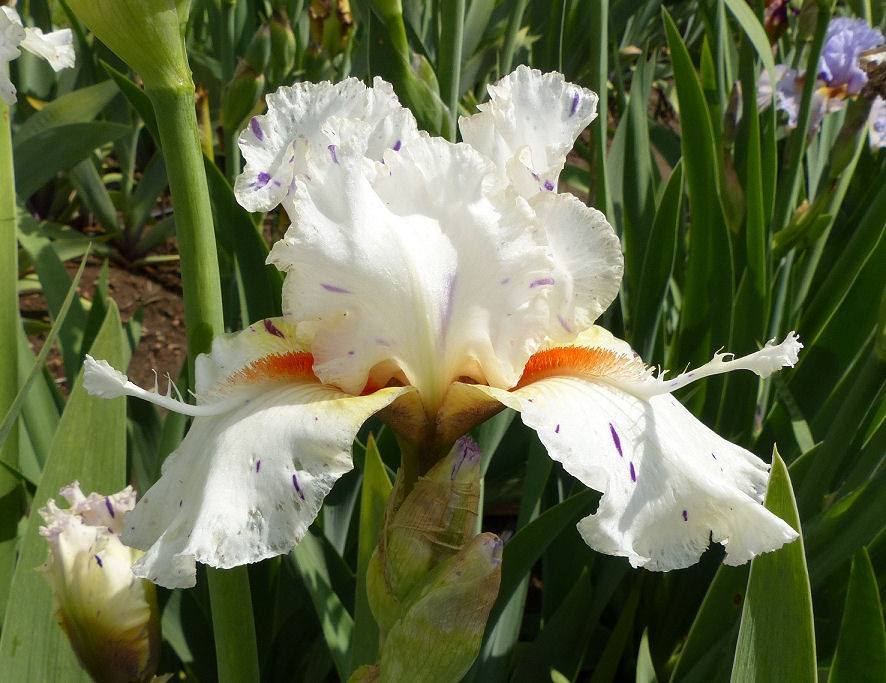 Photo of the bloom of Tall Bearded Iris (Iris 'Don't Doubt Dalton ...
