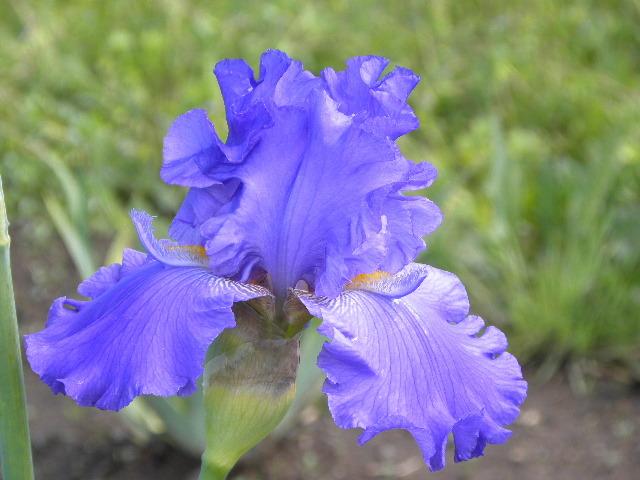 Photo of the bloom of Tall Bearded Iris (Iris 'Aaron's Dagger') posted ...