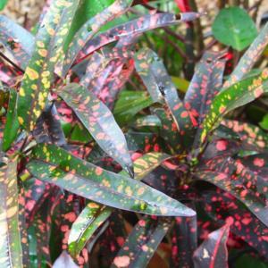 Croton (Codiaeum variegatum 'Franklin Roosevelt') in the Crotons ...