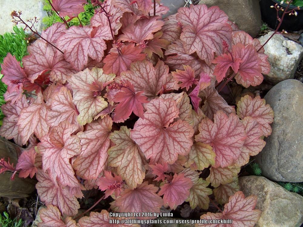 Photo of the entire plant of Coral Bells (Heuchera 'Carnival Watermelon ...