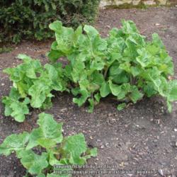 Colewort (Crambe cordifolia) - Garden.org