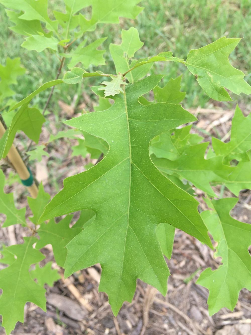 Photo of the leaves of Shumard Oak (Quercus shumardii) posted by ...