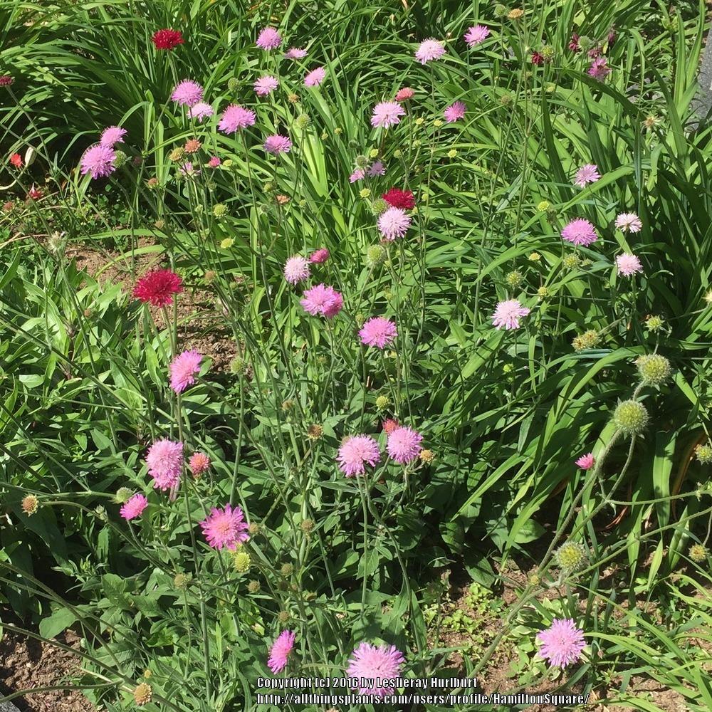 Photo of the entire plant of Knautia (Knautia macedonica 'Melton ...