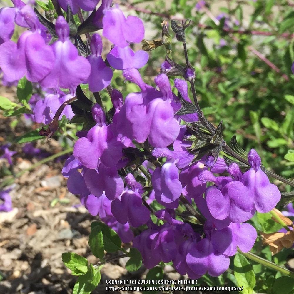 Autumn Sage (Salvia greggii 'Violin Music') in the Salvias Database ...