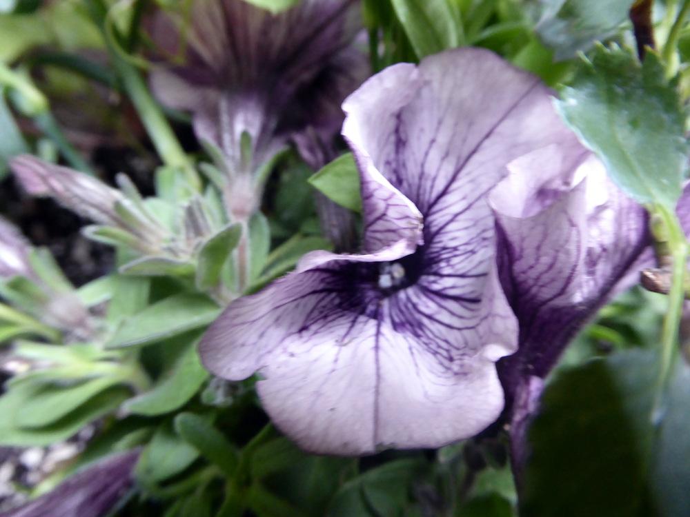 Milliflora Mounding Petunia (Petunia Potunia® Piccola Blue Ice) in the ...