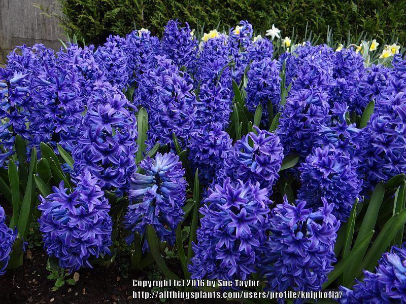 Hyacinths: Plant Care and Collection of Varieties - Garden.org