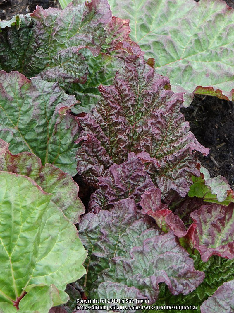 Rhubarbs: Plant Care and Collection of Varieties - Garden.org