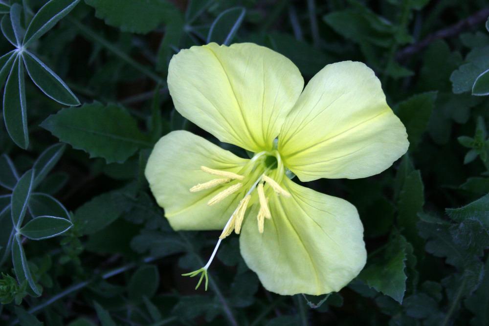 Yellow Stemless Evening-primrose (Oenothera howardii) in the Oenotheras ...